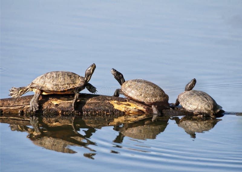 Box Turtles stock image. Image of terrapin, environment - 20307027
