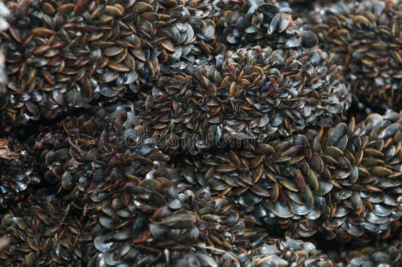 Box of Young Mussel Attached on the Cord Stock Photo - Image of seafood ...