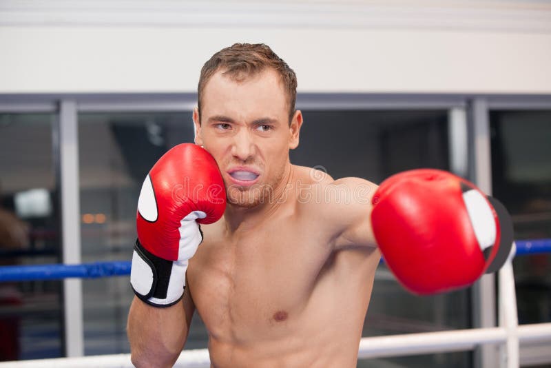Boxeador. imagen de archivo. Imagen de concentrado, artes - 33128933
