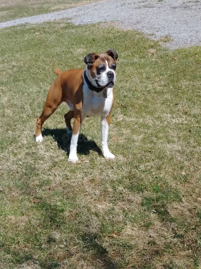 Boxeador De La Raza Del Perro Imagen de archivo - Imagen de perro ...