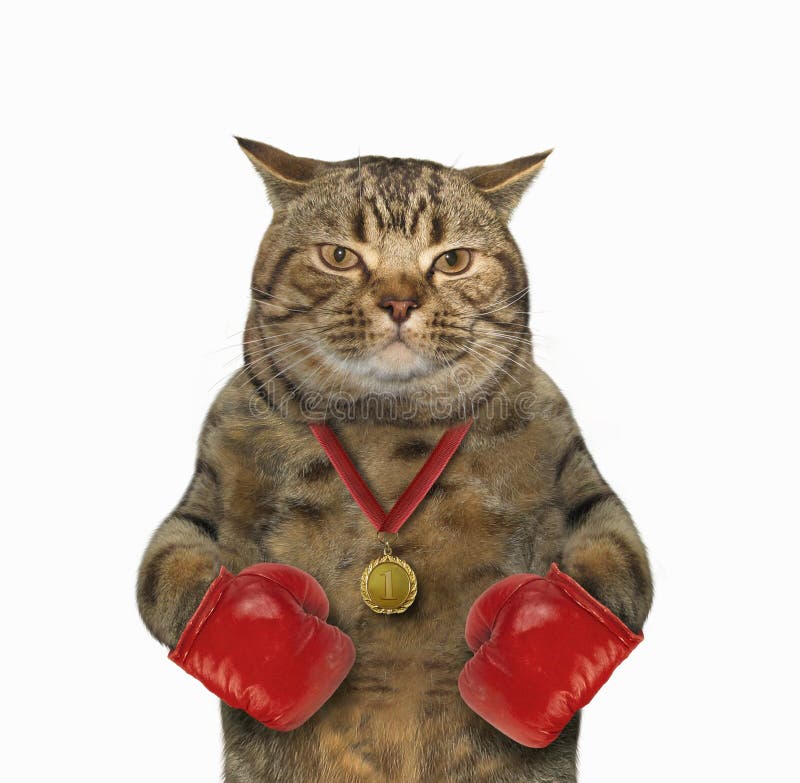 Gato en guantes de boxeo imagen de archivo. Imagen de boxeador - 123393599