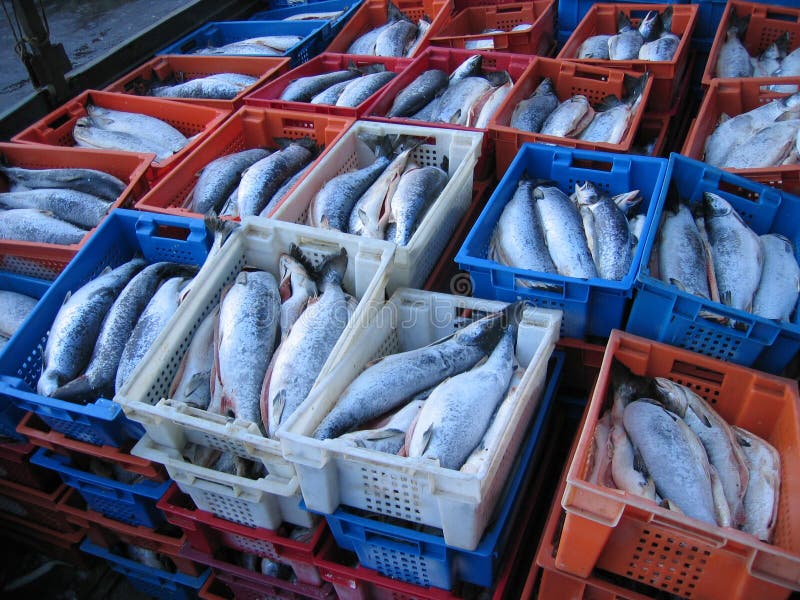 Boxed Salmon Picture. Image: 3370458