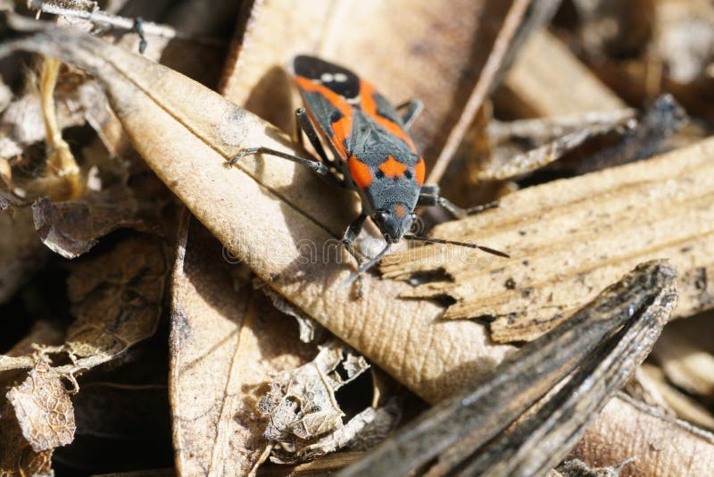 Boxelder bug beetle stock photo. Image of outdoors, closeup - 260122748