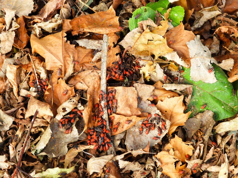 Red Box Elder Bugs Cluster on Dead Leaves Stock Photo - Image of ...