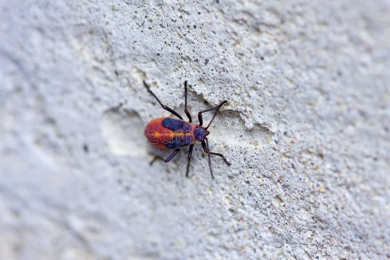 Boxelder Bug Nymph 820580 stock photo. Image of mortar - 195940930