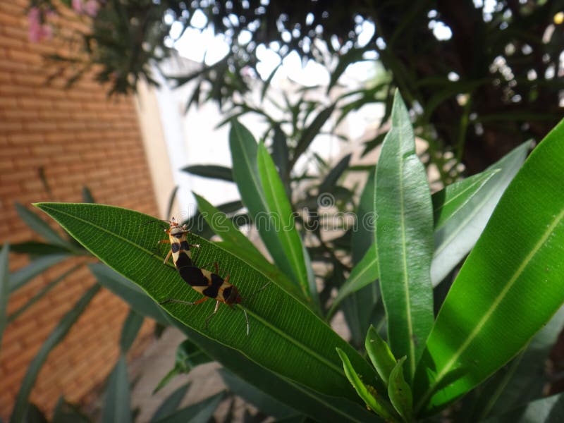 Boxelder Bug in Oleander Plant Stock Image - Image of ceylon, beastie ...