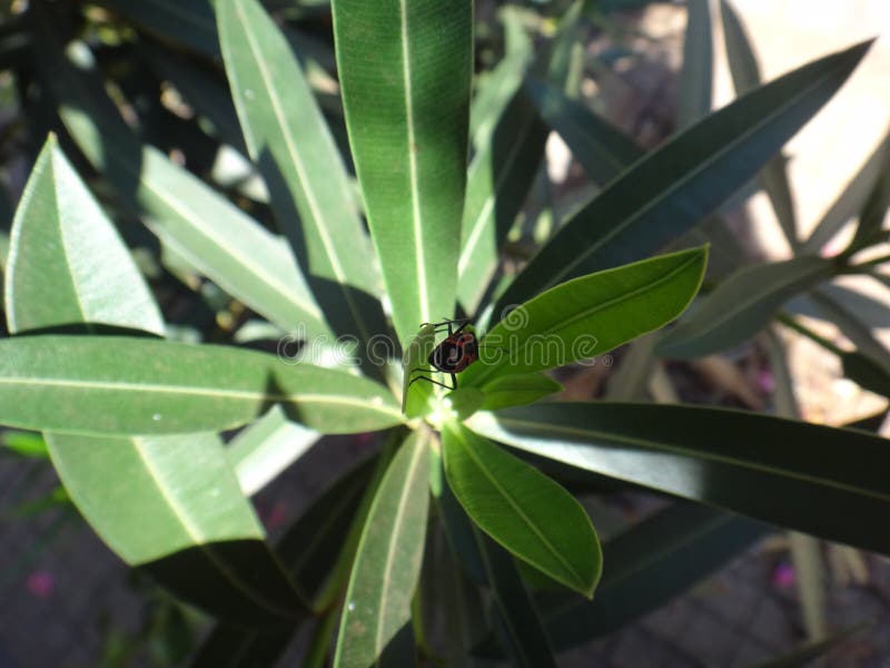 Boxelder Bug in Oleander Plant Stock Image - Image of ceylon, beastie ...