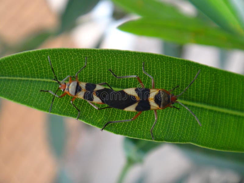 Boxelder Bug in Oleander Plant Stock Image - Image of fauna, ceylon ...