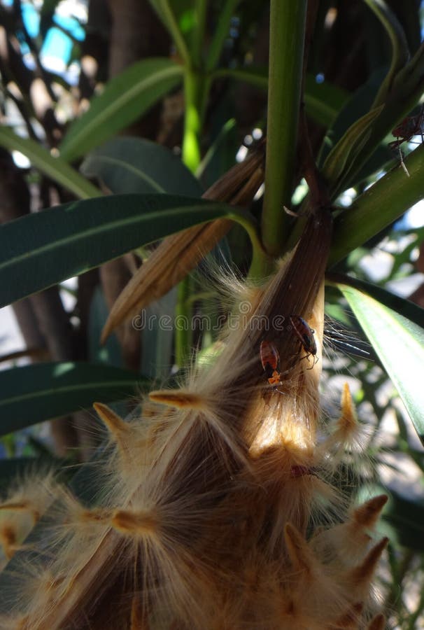 Elder Bug Nymph in Oleander Leaf Stock Image - Image of boxelder ...