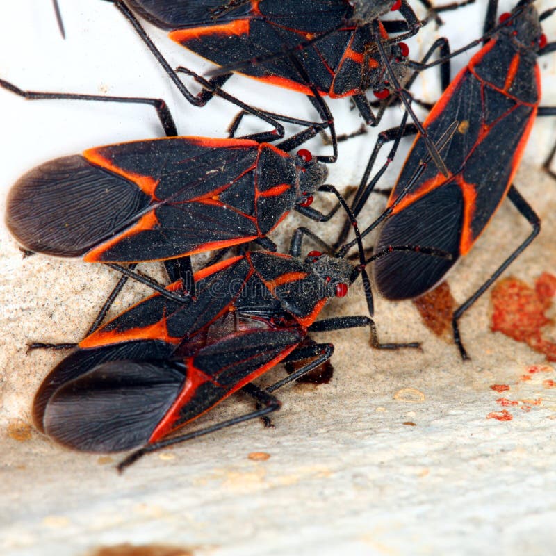 Boxelder Buggar (den Boisea Trivittataen) I Illinois Fotografering för ...