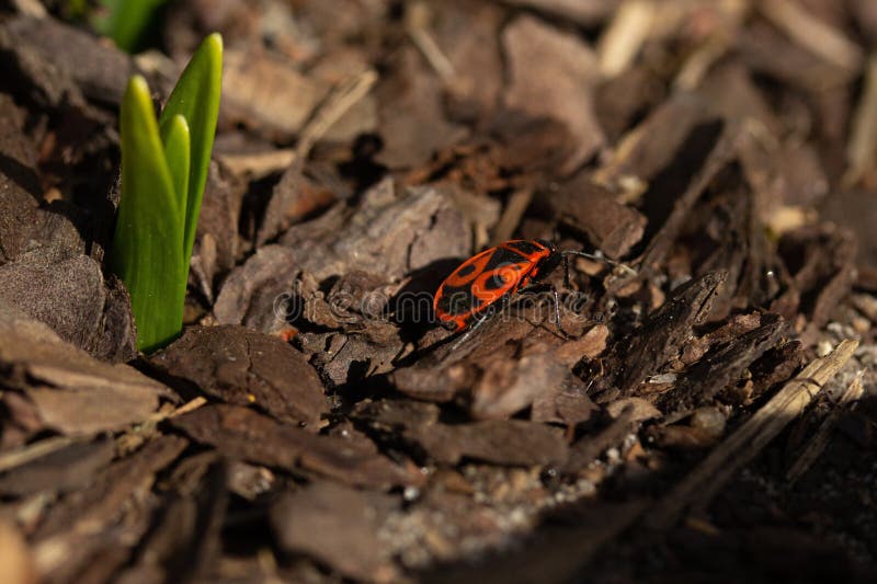 Boxelder Bugs (Boisea Trivittata) Spring Bug Stock Photo - Image of ...