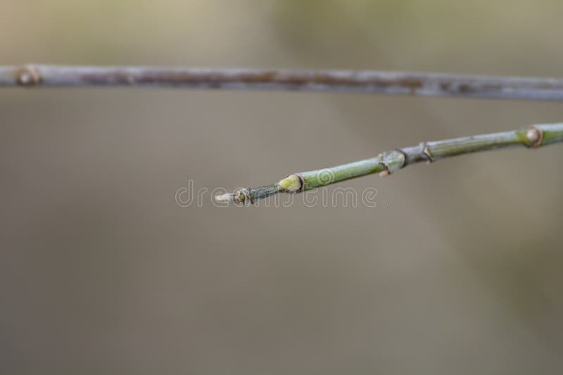 Boxelder maple stock image. Image of close, buds, boxelder - 294465033