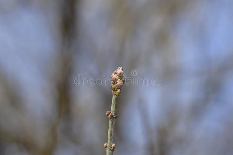 Boxelder maple stock image. Image of acer, plant, raceme - 310310191