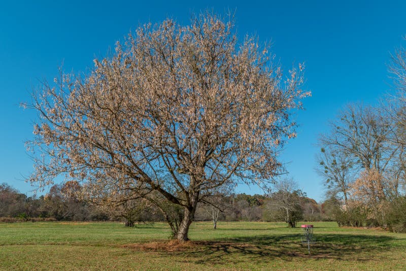 Boxelder Maple Tree Full of Seeds Stock Photo - Image of bright, basket ...