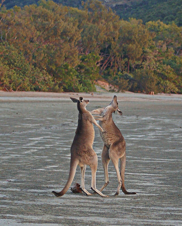 Canguros Del Boxeo - Australia Imagen de archivo - Imagen de animal ...