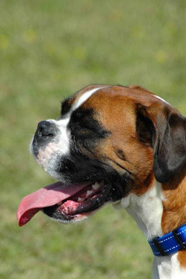 Boxer Dog stock image. Image of head, bone, chew, boxer - 17096125