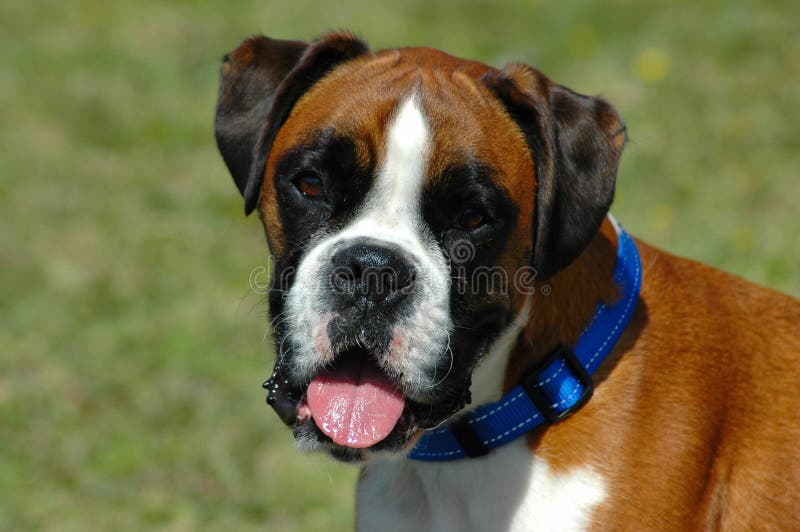Boxer Dog stock image. Image of head, bone, chew, boxer - 17096125