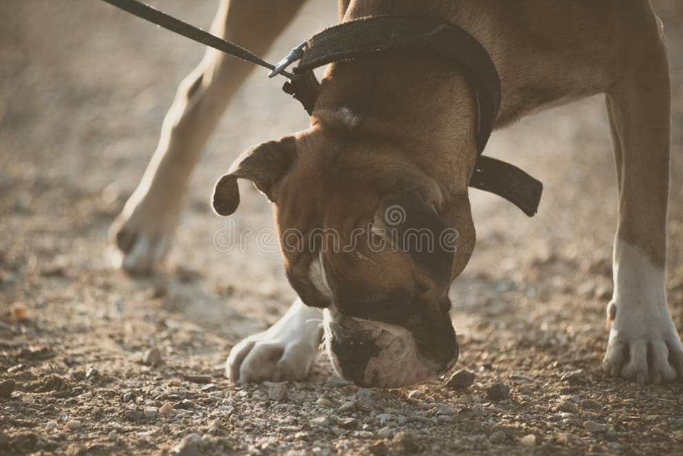 Boxer Breed Dog Sniffing during One of His daily Walks Stock Image ...
