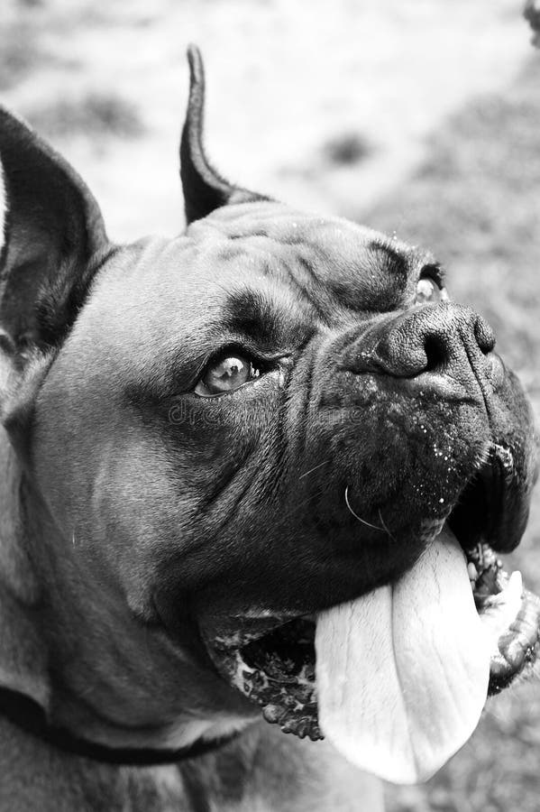 Boxer stock image. Image of adorable, unique, lovable - 2492575