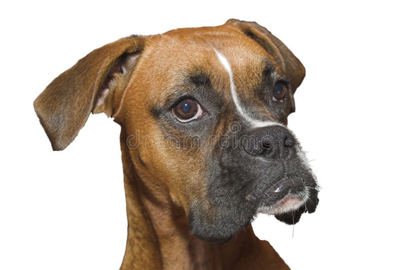 Boxer stock image. Image of eyes, isolated, ears, boxer - 262375