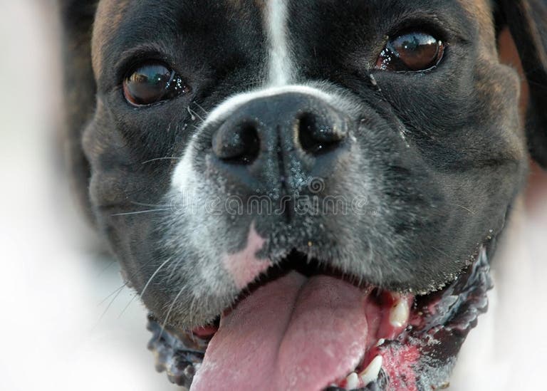 838 Boxer Teeth Stock Photos - Free & Royalty-Free Stock Photos from ...