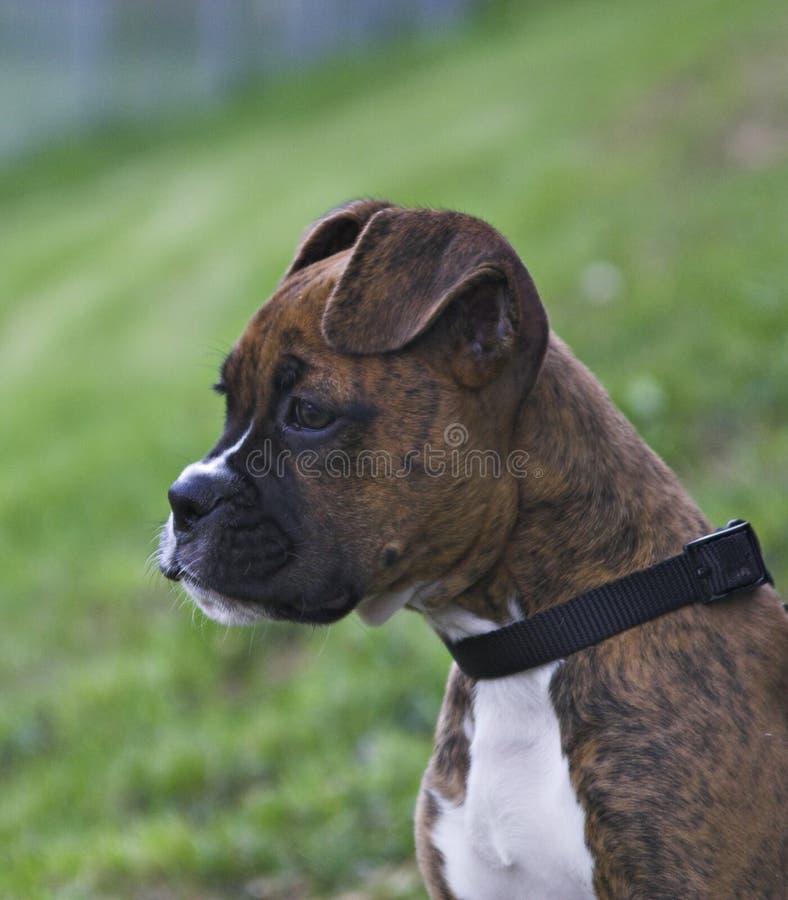 Boxer stock photo. Image of boxer, brindle, posed, collar - 290464