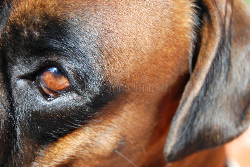 Boxer Picture. Image: 4493926