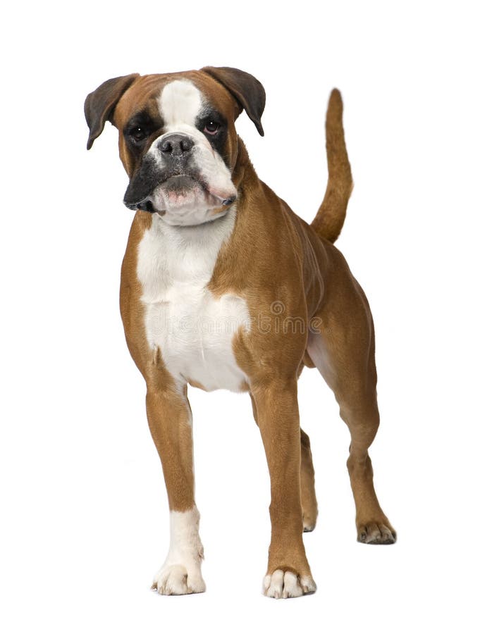 Boxer stock image. Image of animals, grooming, ears, collar - 2771733
