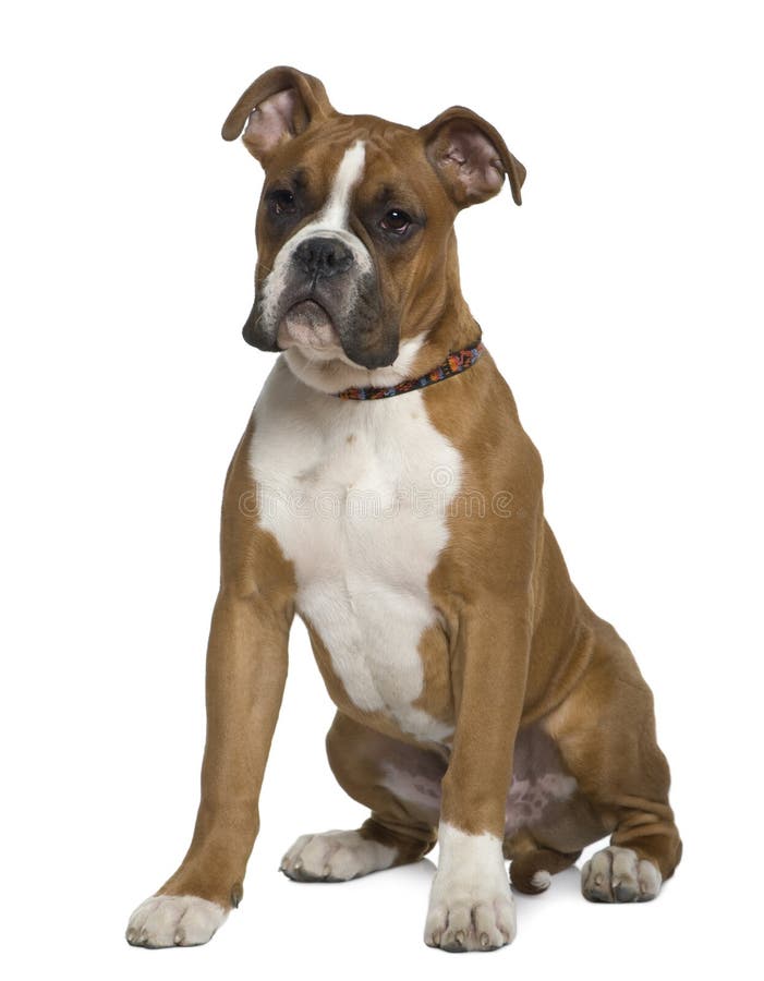 Boxer Dog in Chair stock photo. Image of canine, lounging - 18946670