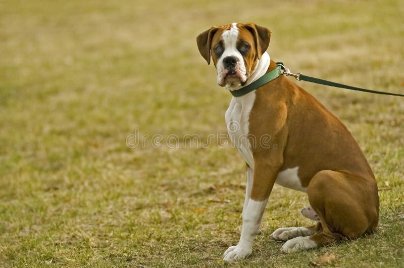 The Boxer stock photo. Image of stare, strength, determination - 690620