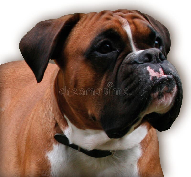 Boxer stock image. Image of black, ears, friend, white - 7163495