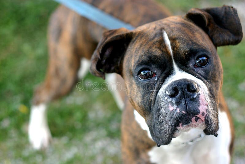 Boxer stock image. Image of loyal, friend, eyes, snout - 7850993