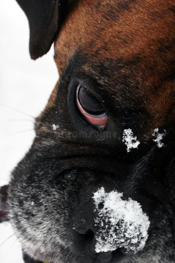 Boxer stock photo. Image of mammals, pets, eyes, face - 8040240