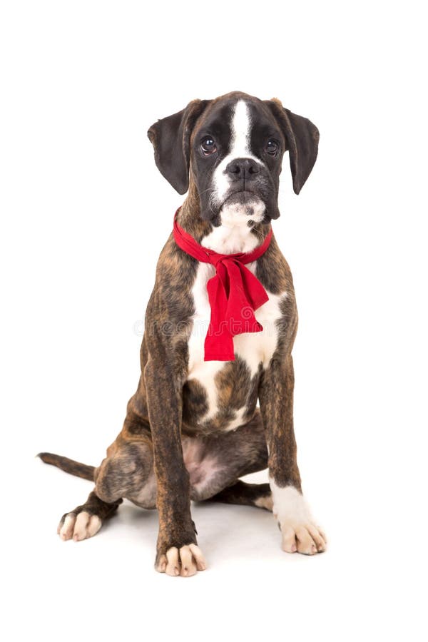 Baby boxer stock photo. Image of combative, child, hair - 27959310