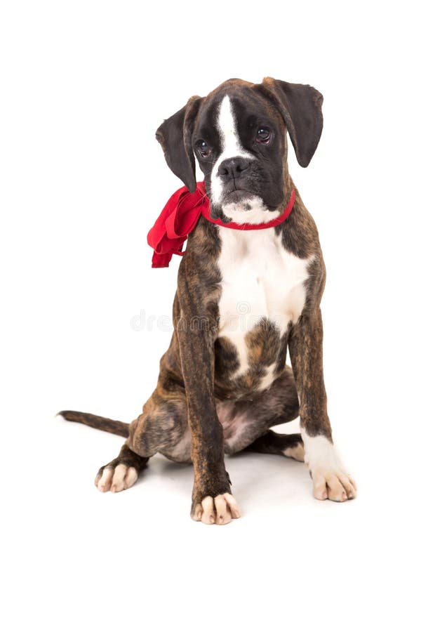 Baby boxer stock photo. Image of combative, child, hair - 27959310