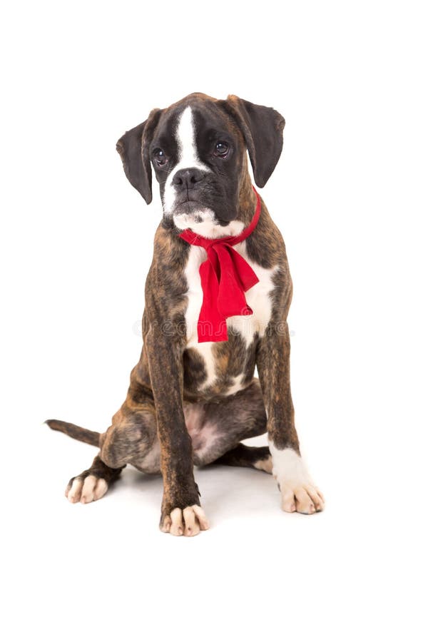 Baby boxer stock photo. Image of combative, child, hair - 27959310