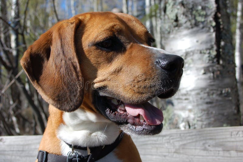 Boxer beagle dog stock photo. Image of puppy, ears, hike - 5256942