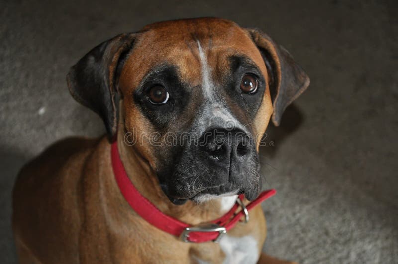 Boxer being serious stock image. Image of eyes, boxer - 55448071