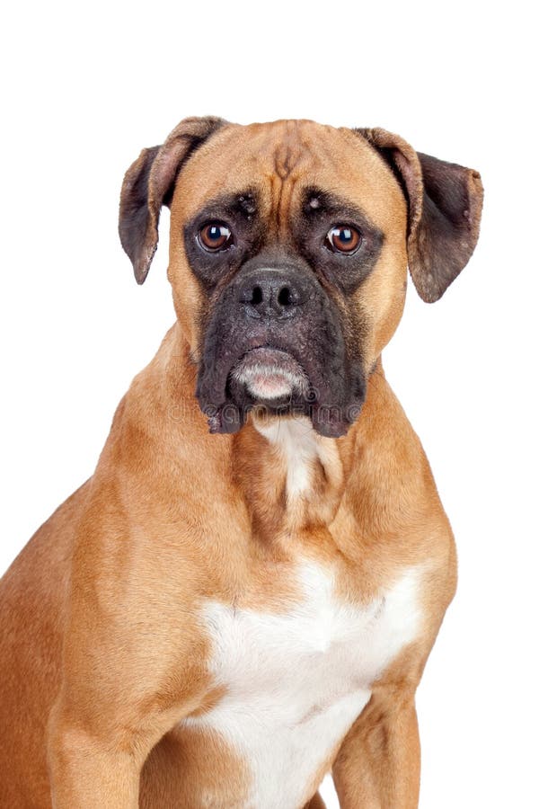 Boxer Dog in Chair stock photo. Image of canine, lounging - 18946670