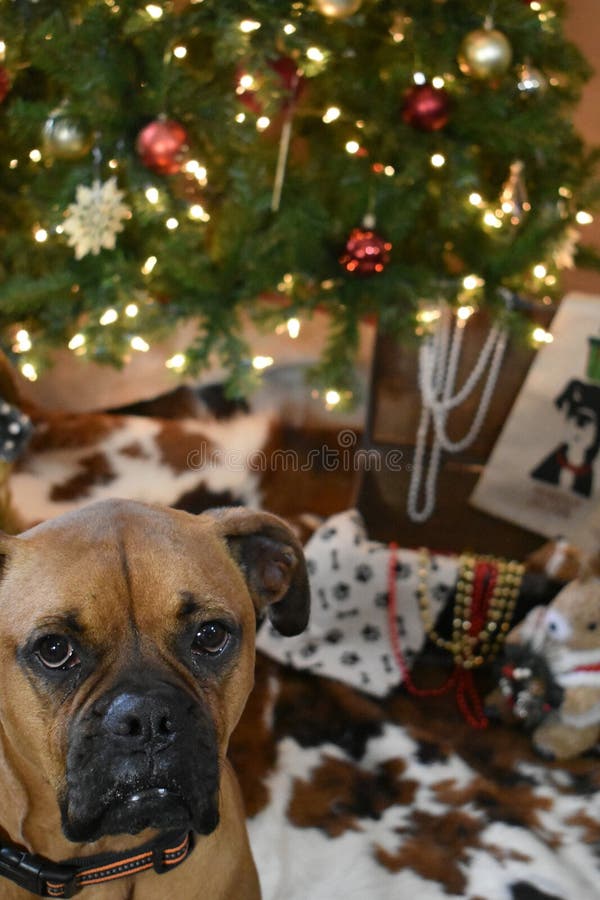 Boxer Breed Dog Christmas Portrait Stock Photo - Image of adorable ...