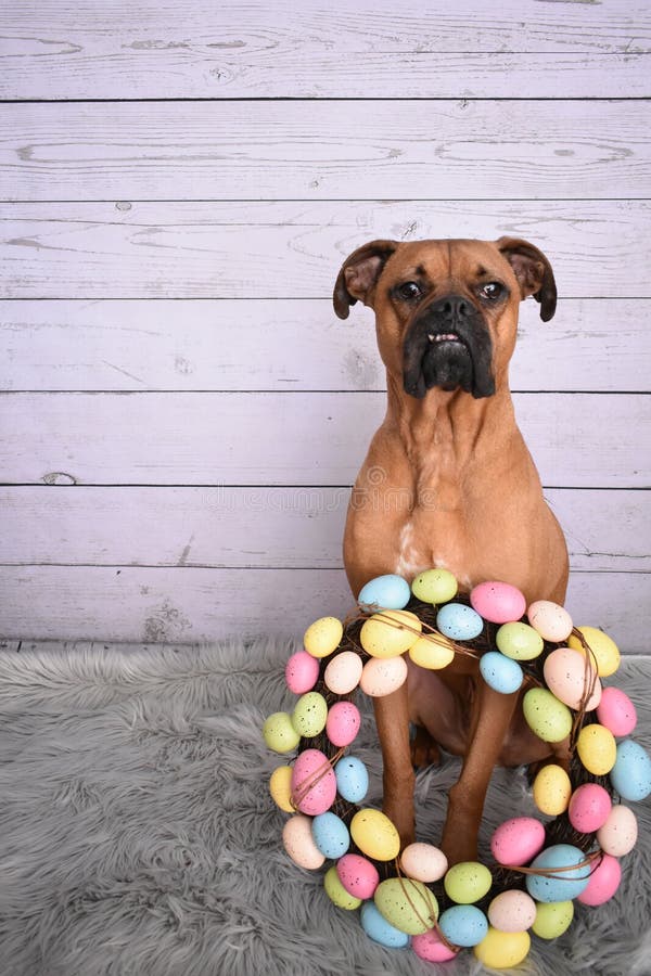 Boxer Breed Dog East Portrait Stock Photo - Image of brown, happy ...