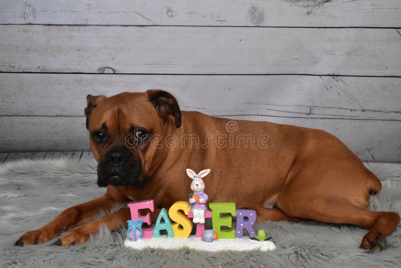 Boxer Breed Dog Easter Portrait Stock Image - Image of east, breed ...