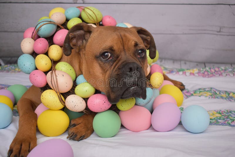 Easter Portrait of a Tabby Manx Cat and a Boxer Breed Dog Stock Photo ...