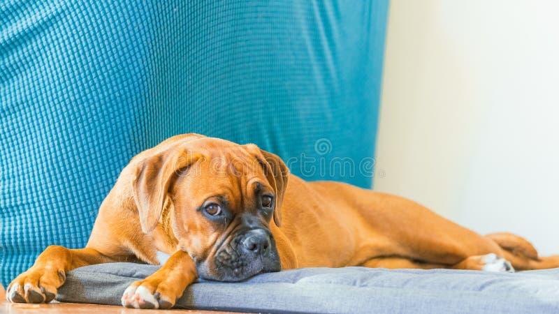 Dog stock photo. Image of mammal, young, boxer, house - 268430084
