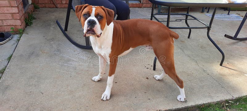 What Makes A Boxer Flashy