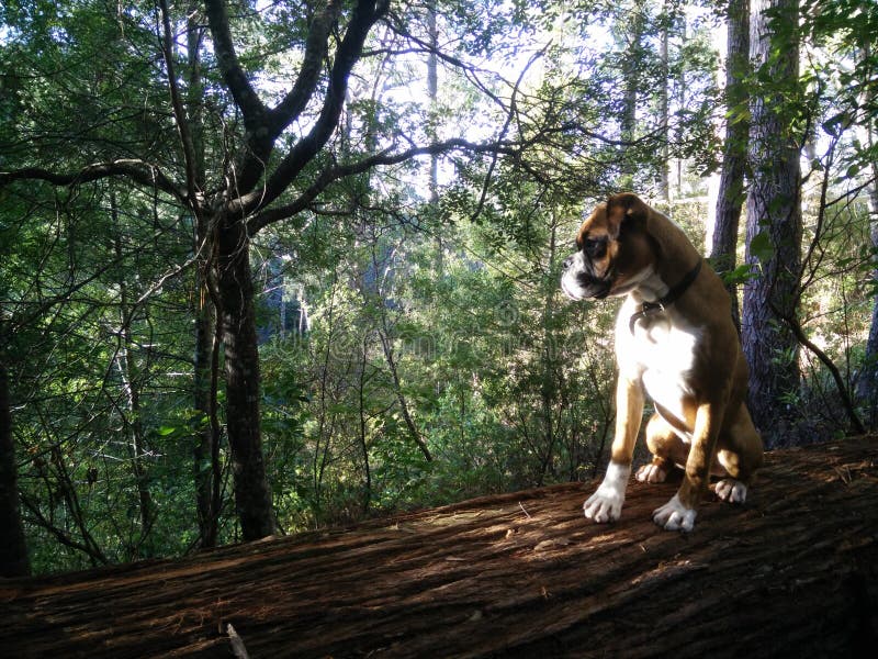 Boxer stock photo. Image of boxer, outdoor, bush, forest - 56017788