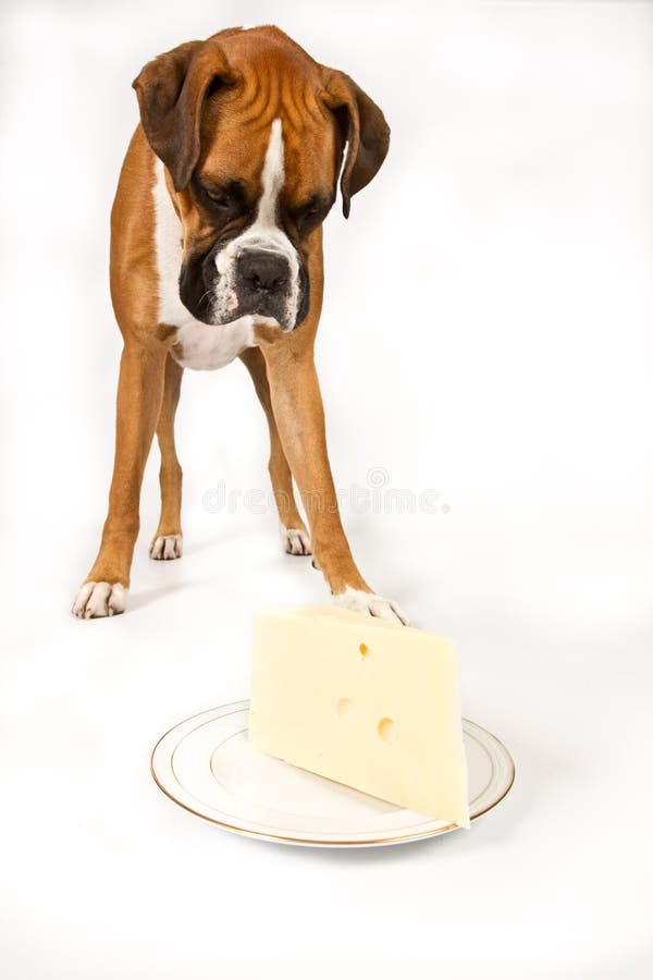 Boxer with Cheese stock image. Image of standing, hungry - 18898219