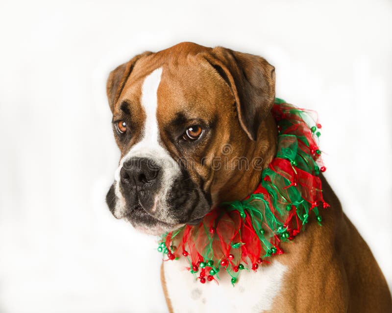Christmas Boxer Puppies Wallpaper