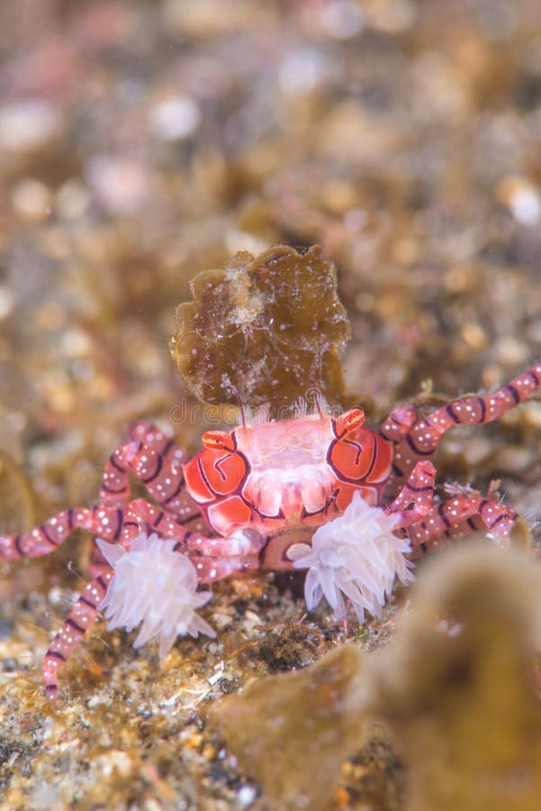 Boxer crab or round crab stock photo. Image of animals - 11673554