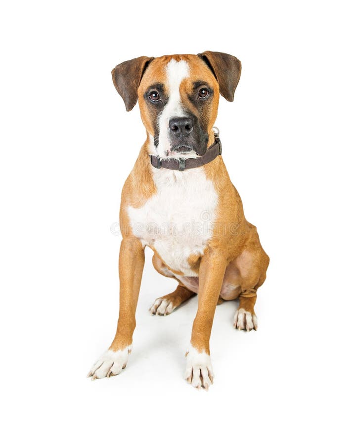 Boxer Dog Sitting Tongue Out Stock Image - Image of domestic, large ...